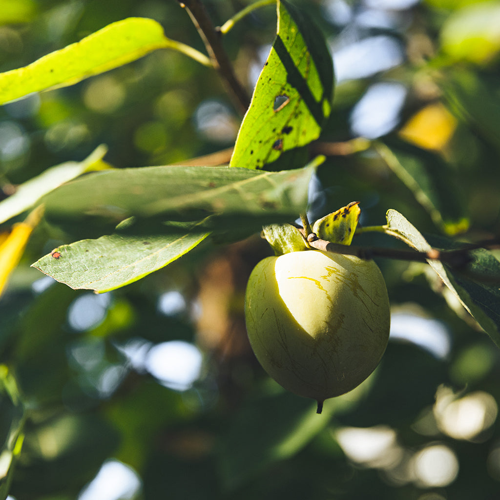 Fruit Pots 10 American Persimmon, Diospyros Virginiana Seeds A.K.a ...