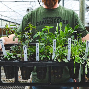 Wildflower & Native Grass Seed Plugs – Nativ Nurseries