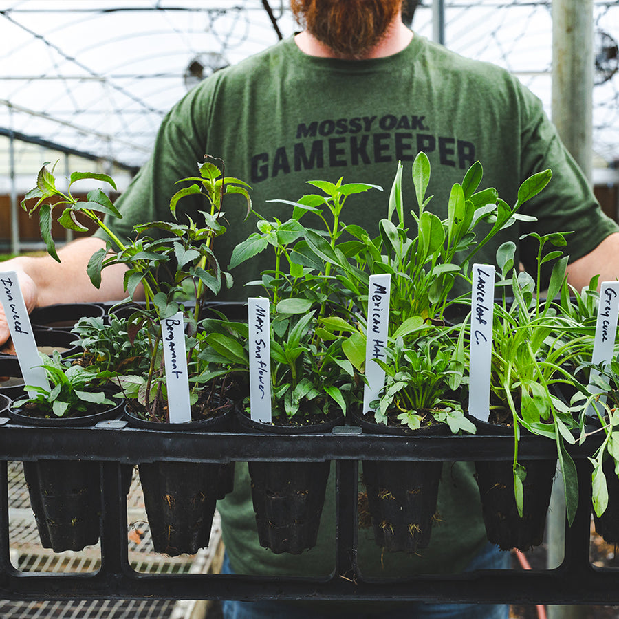 Wildflower & Native Grass Seed Plugs – Nativ Nurseries