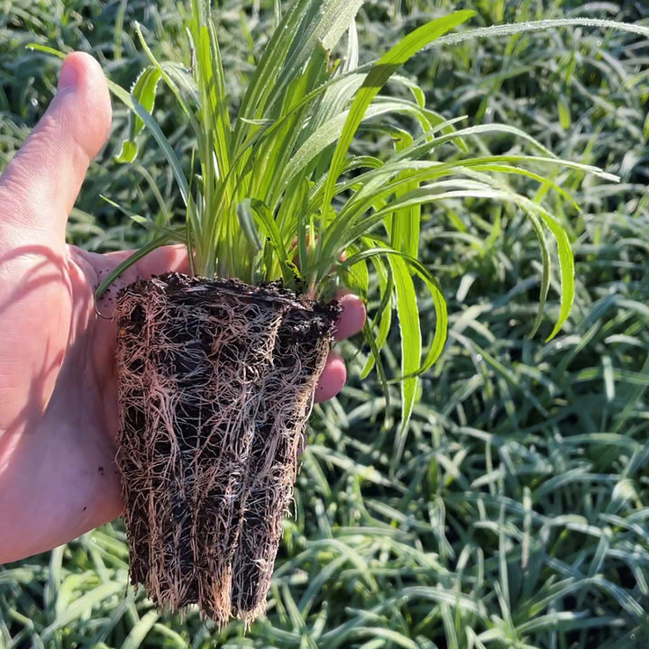 Wildflower & Native Grass Seed Plugs – Nativ Nurseries