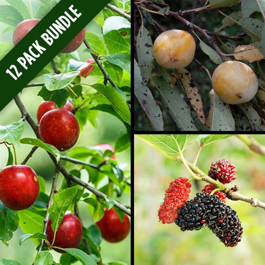 Fruit Trees – Nativ Nurseries