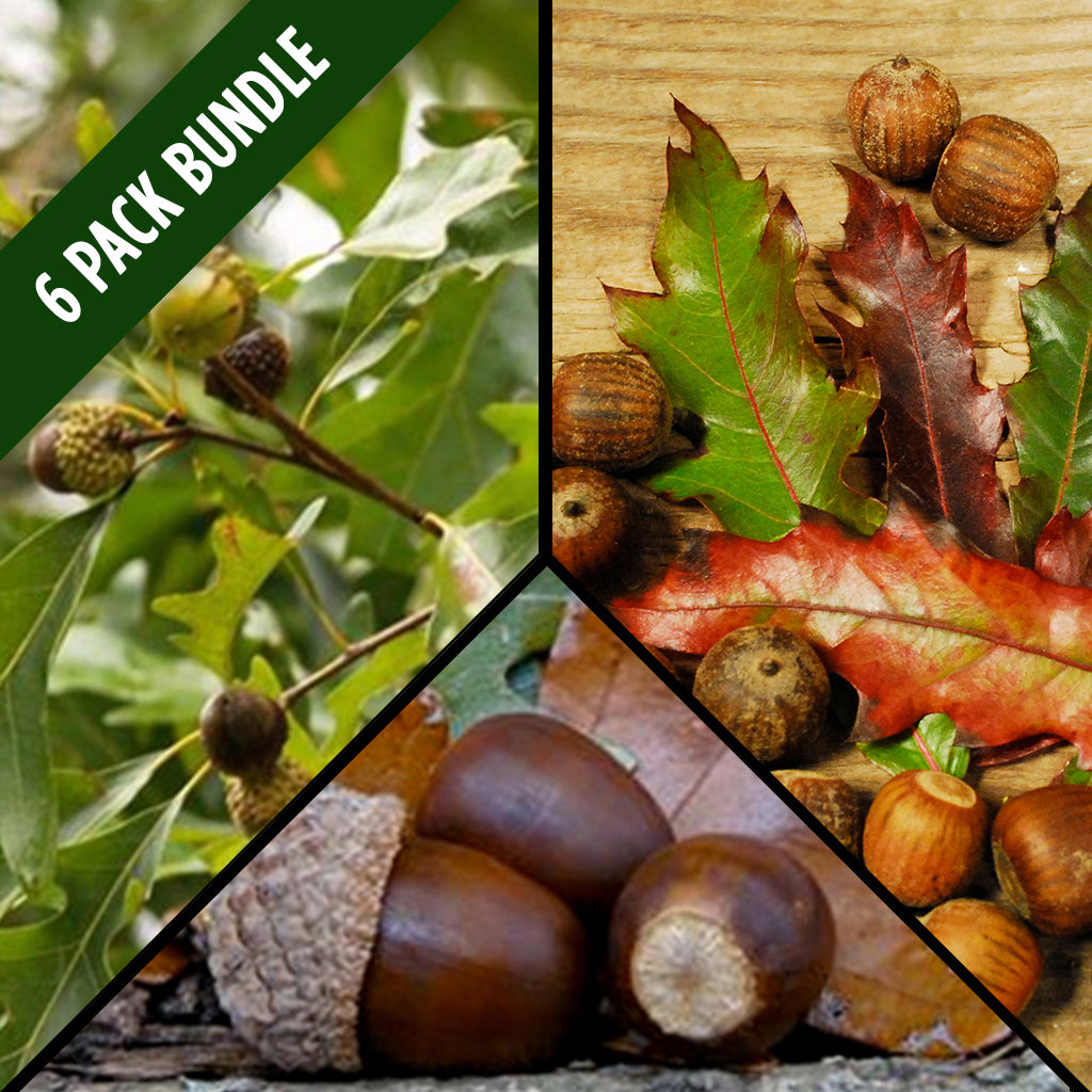 Types Of Acorns
