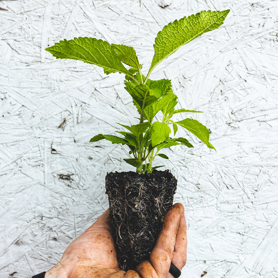 Wildflower & Native Grass Seed Plugs – Nativ Nurseries