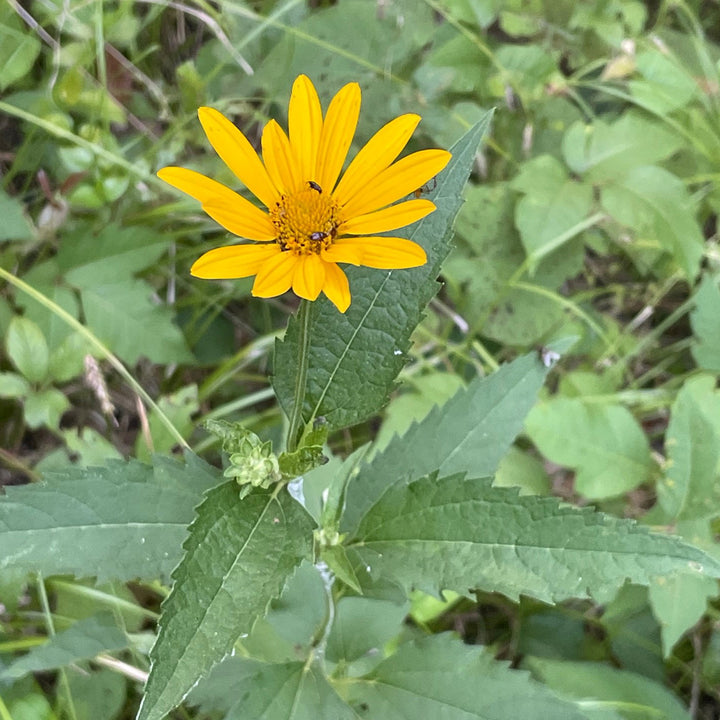 Wildflower & Native Grass Seed Plugs – Nativ Nurseries