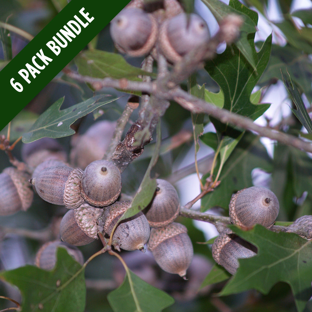 ShuWater Oak Hybrid Package Sale (Quercus x neopalmeri) – Nativ Nurseries
