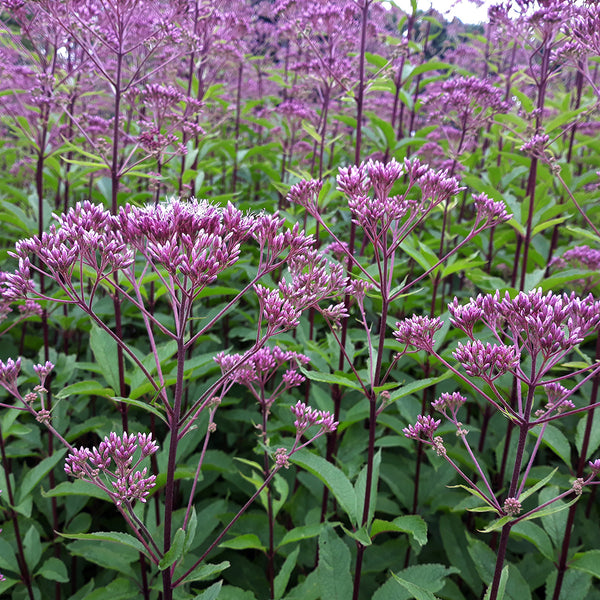 Sweet Joe-Pye Weed Wildflower Plugs (Eutrochium purpureum) – Nativ ...