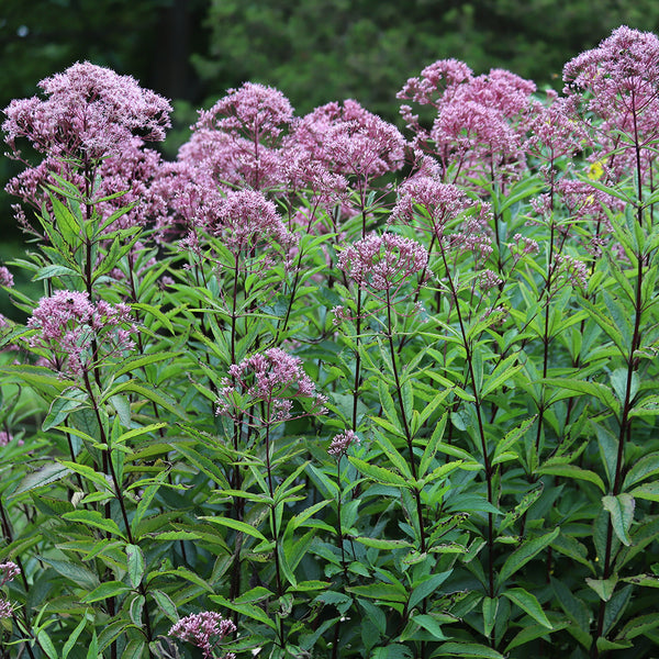 Sweet Joe-Pye Weed Wildflower Plugs (Eutrochium purpureum) – Nativ ...