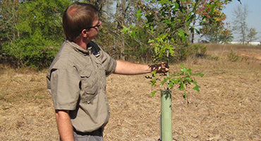 Mossy Oak Nativ Nurseries - Oak Trees and Fruit Trees for Wildlife