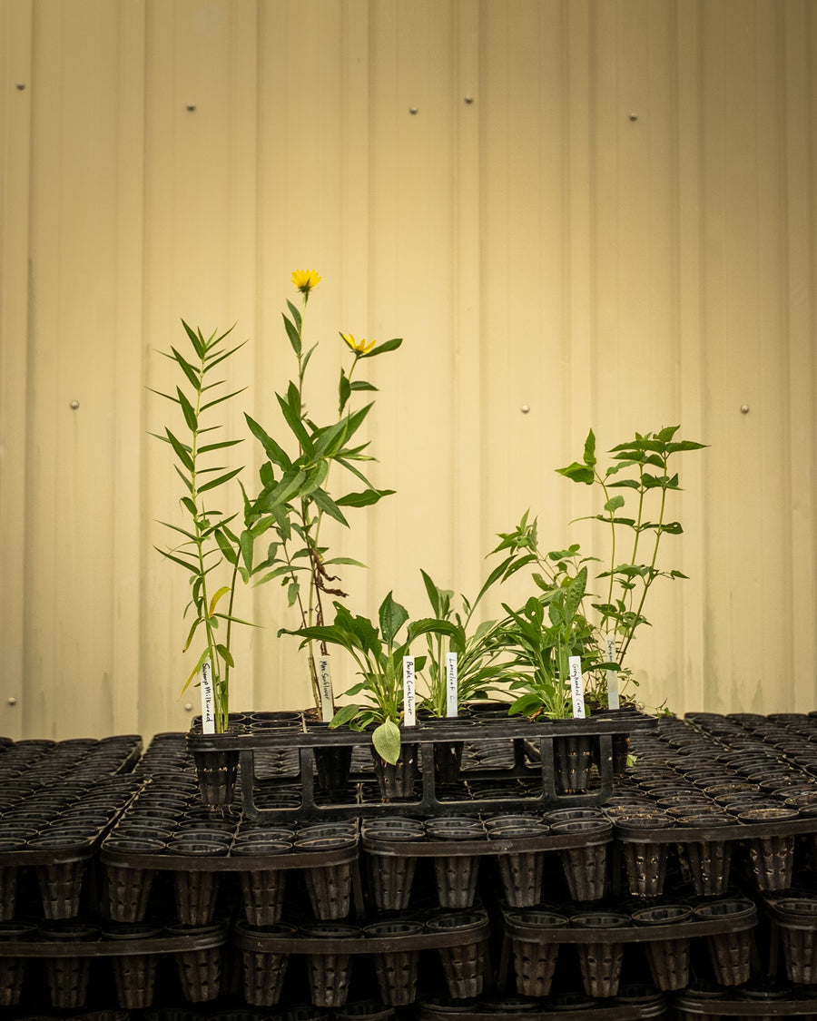 Wildflower & Native Grass Seed Plugs – Nativ Nurseries