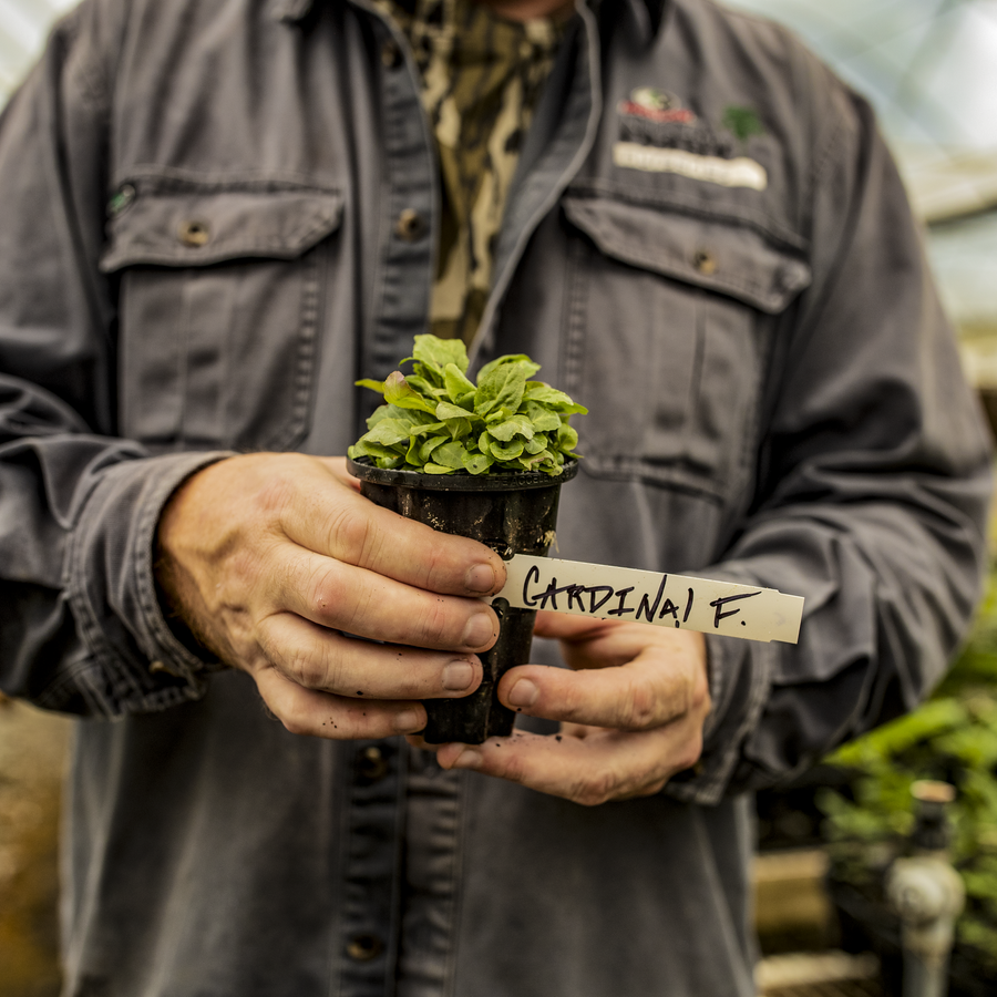 Wildflower & Native Grass Seed Plugs – Nativ Nurseries