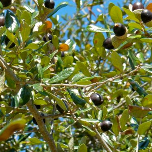 Oak Trees – Nativ Nurseries