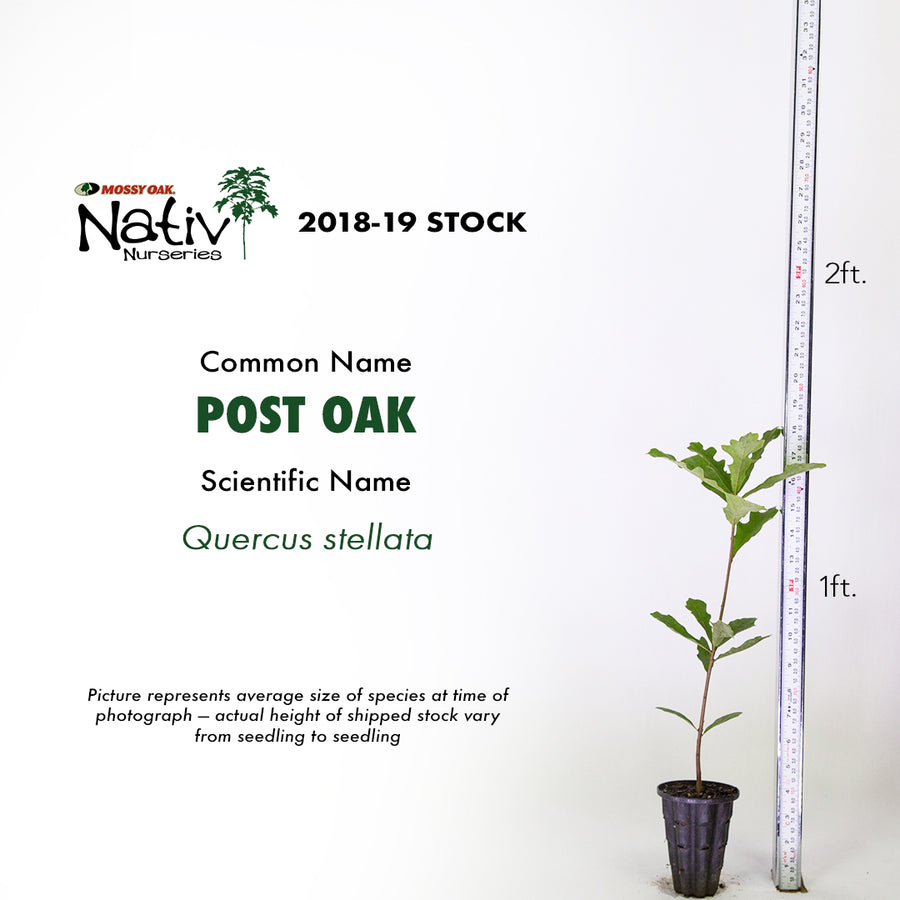 Oak Trees – Nativ Nurseries