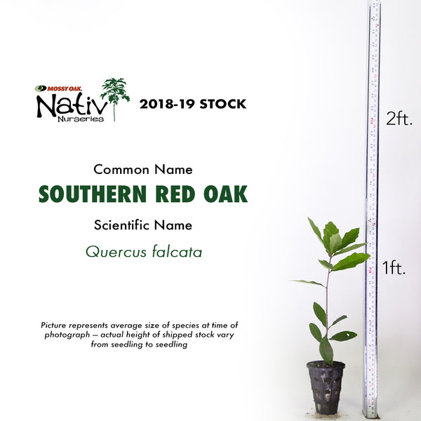 Southern Red Oak Seedling for Sale (Quercus falcata) – Nativ Nurseries