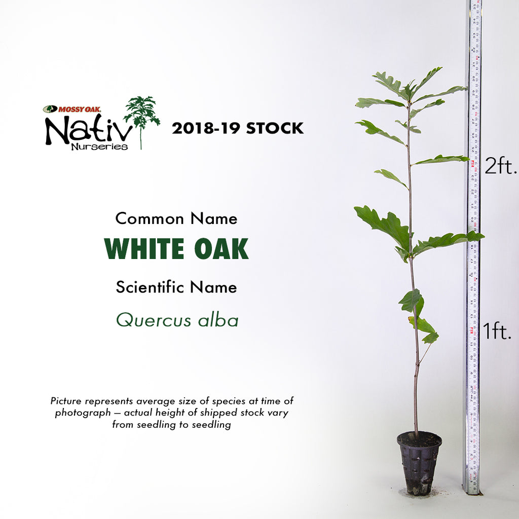 White Oak Seedlings for Sale (Quercus Alba) – Nativ Nurseries