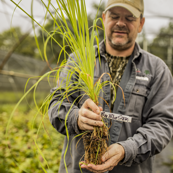 Big bluestem Native Grass Seed Plugs - Andropogon gerardii ‘Kaw ...