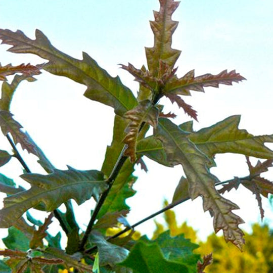 Hybrid Oaks & Chestnuts – Nativ Nurseries