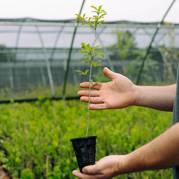 Oak Trees – Page 2 – Nativ Nurseries