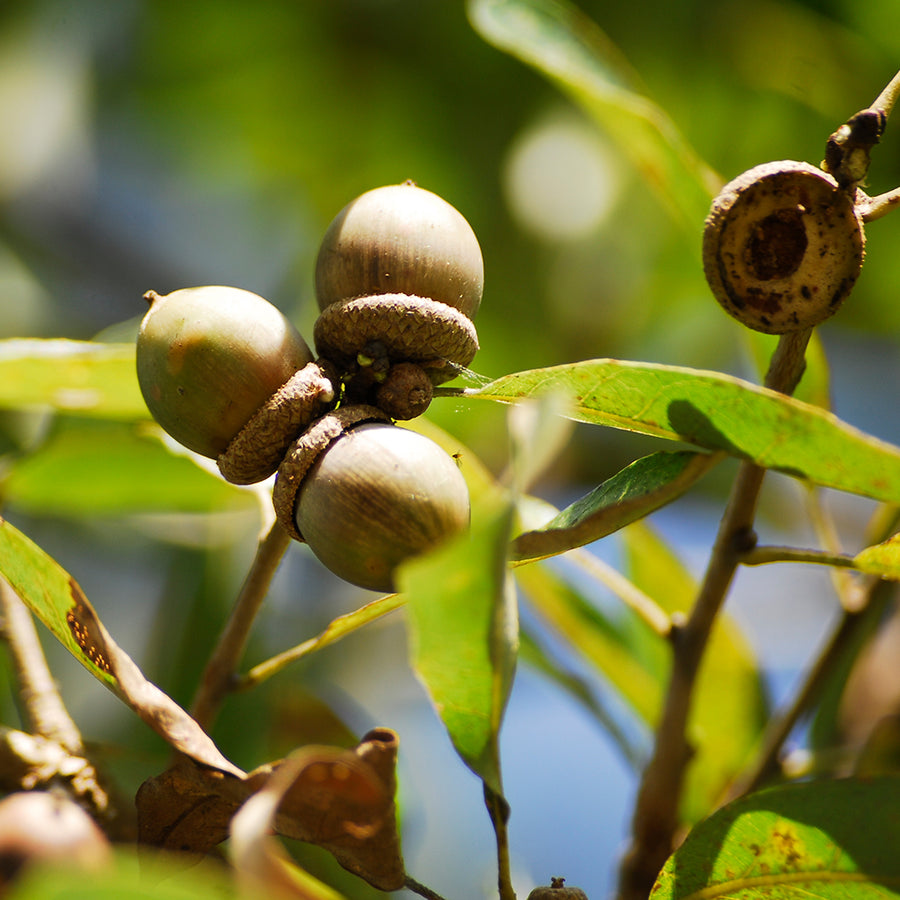 Oak Trees – Page 2 – Nativ Nurseries