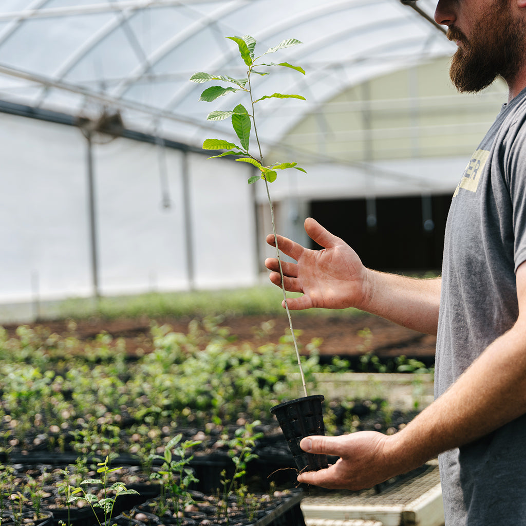 Sawtooth Oak "Gobbler" Tree Seedlings for Sale (Quercus alba) – Nativ ...