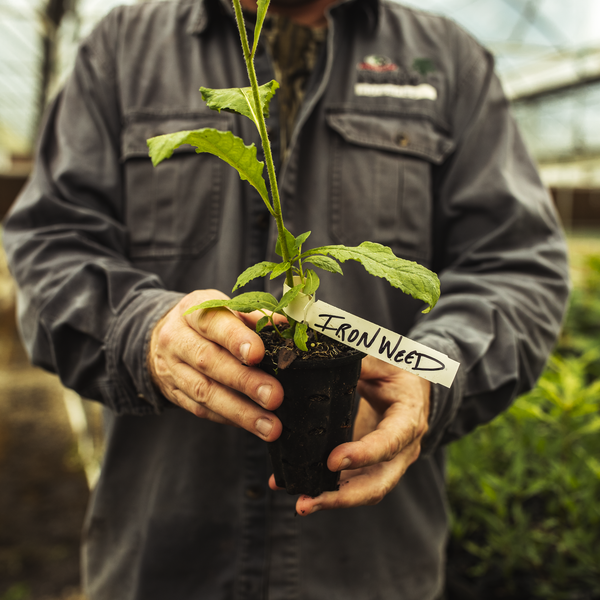 Wildflower Seed Plugs - Ironweed (Vernonia gigantea) – Nativ Nurseries