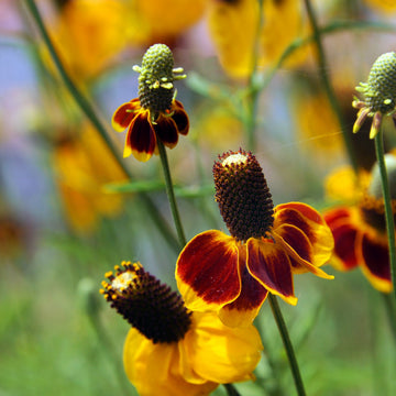 Wildflower & Native Grass Seed Plugs – Nativ Nurseries