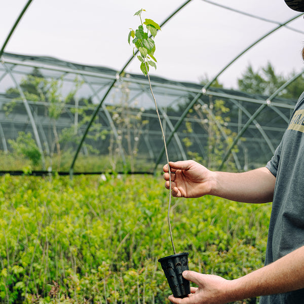 Red Mulberry Tree Seedlings for Sale (Morus rubra) – Nativ Nurseries