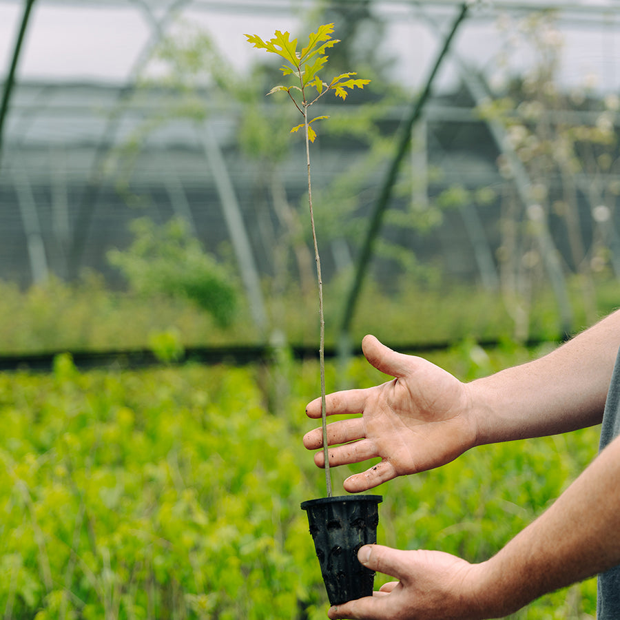 Oak Trees – Nativ Nurseries