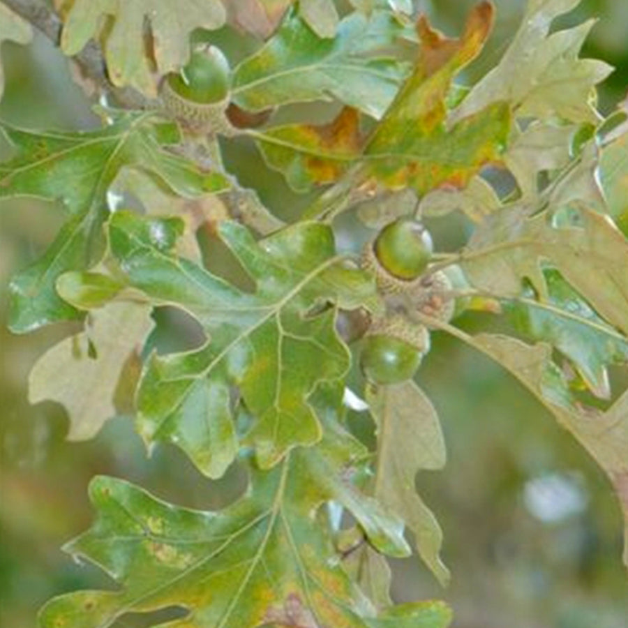 Oak Trees – Nativ Nurseries