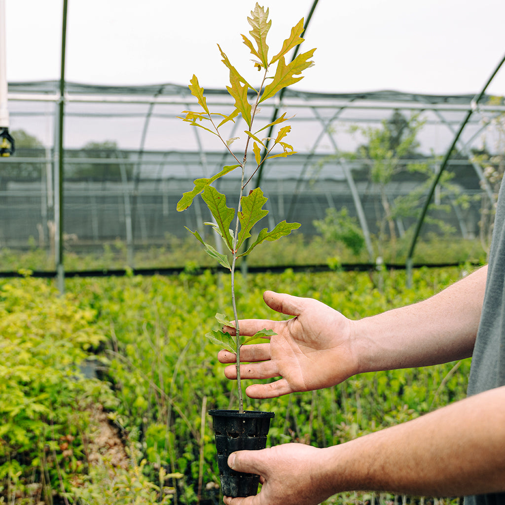 Rainmaker Oak Tree Hybrid Seedling for sale (Quercus alba x lyrata ...