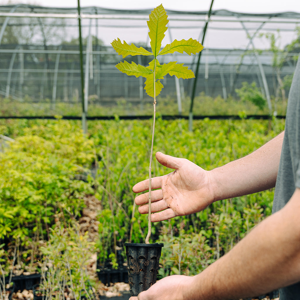 Swamp White Oak Tree Seedlings for Sale (Quercus bicolor) – Nativ Nurseries